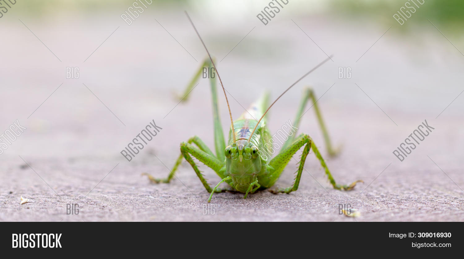 Big Green Grasshopper Image & Photo (Free Trial) | Bigstock