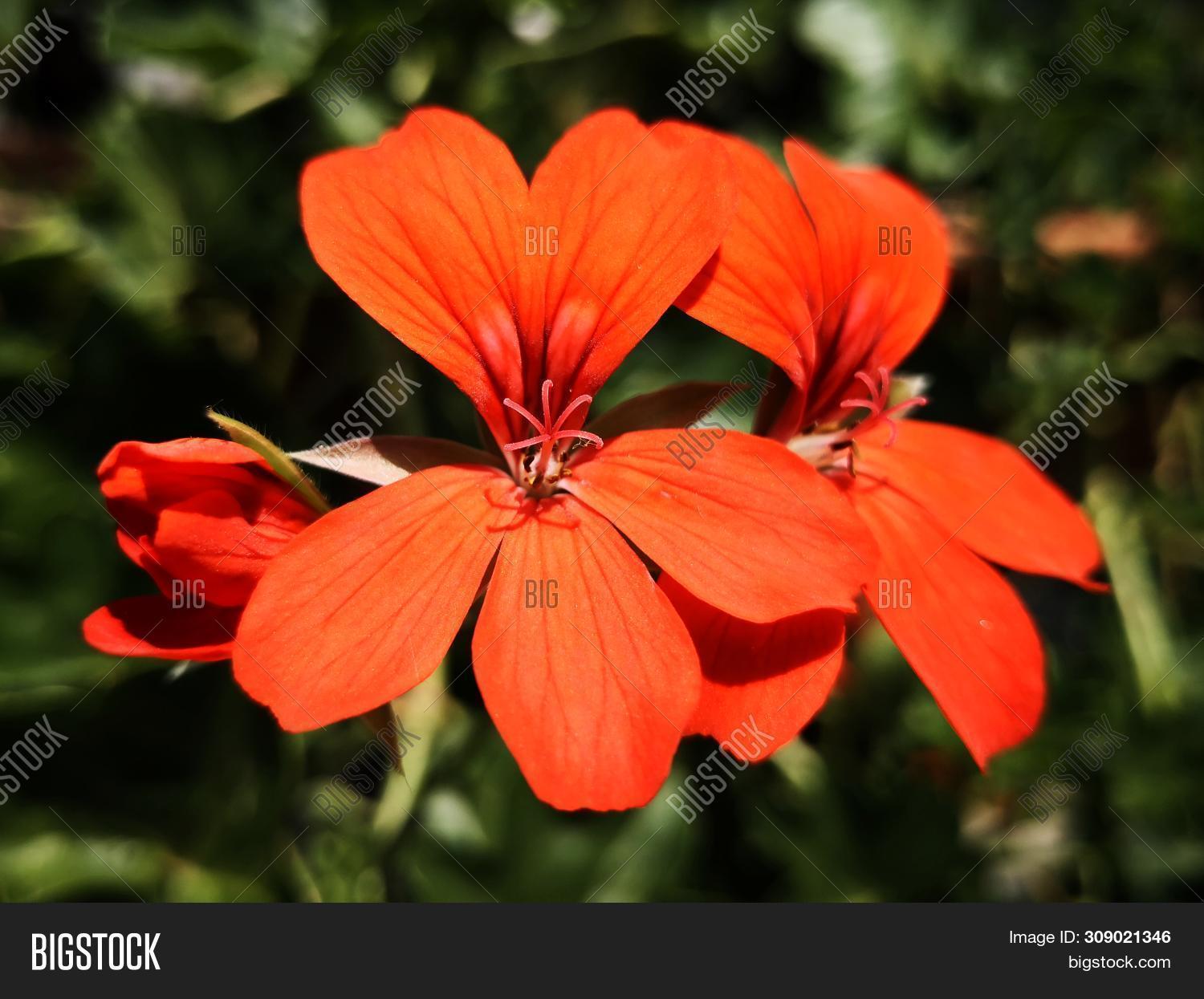 Red Geraniums Flower Image & Photo (Free Trial) | Bigstock