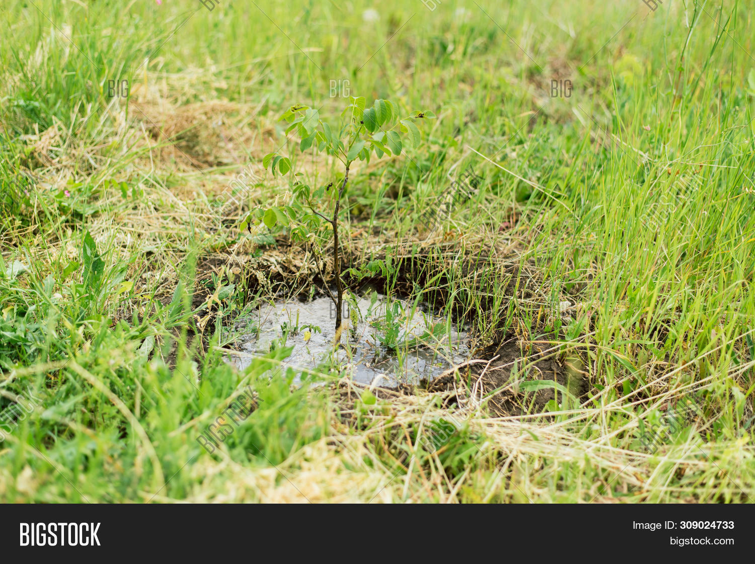 Watering Small Tree Image & Photo (Free Trial) | Bigstock