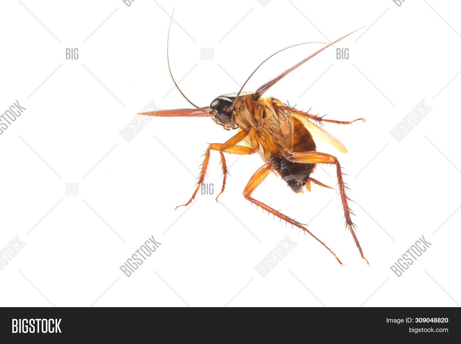 Cockroach Isolated On Image & Photo (Free Trial) | Bigstock
