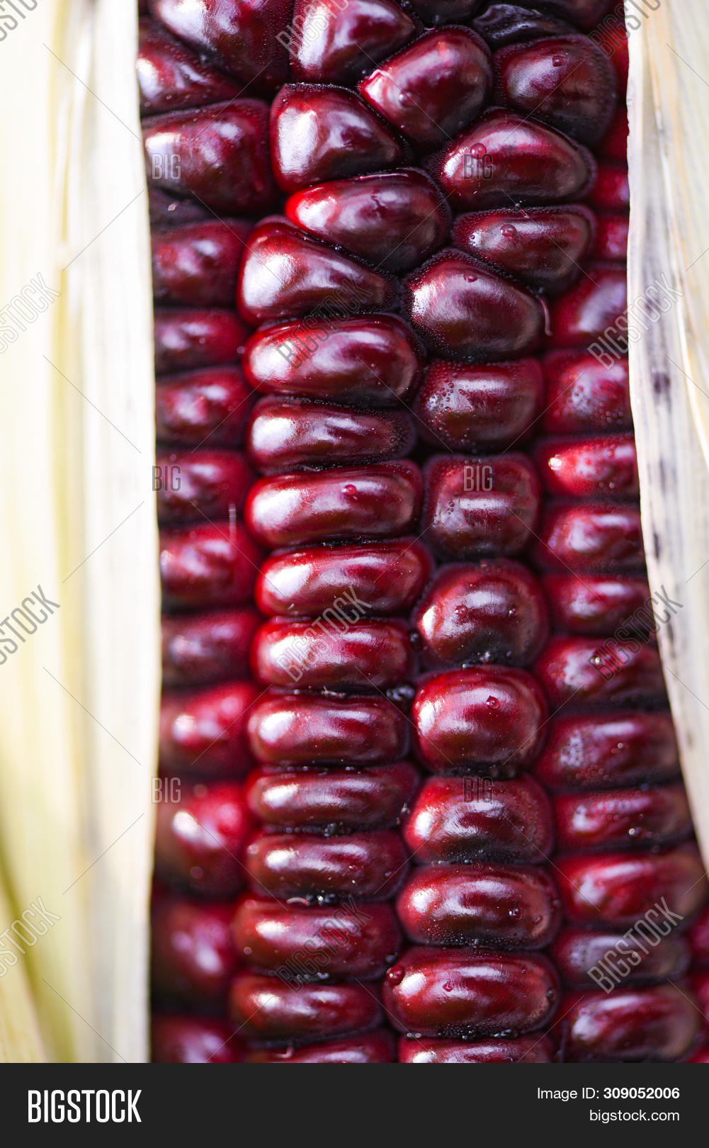 Purple Corn Fresh Image & Photo (Free Trial) | Bigstock