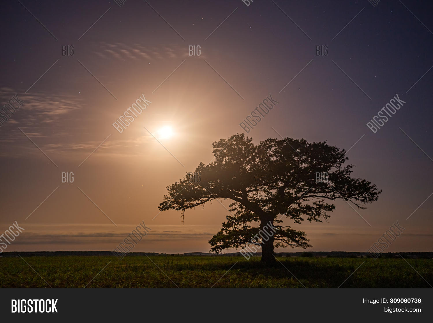Old Oak Tree Night Sky Image & Photo (Free Trial) | Bigstock