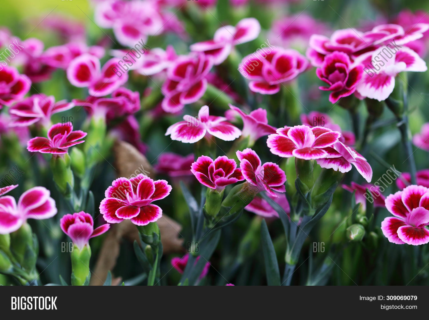 Carnations, There More Image & Photo (Free Trial) | Bigstock