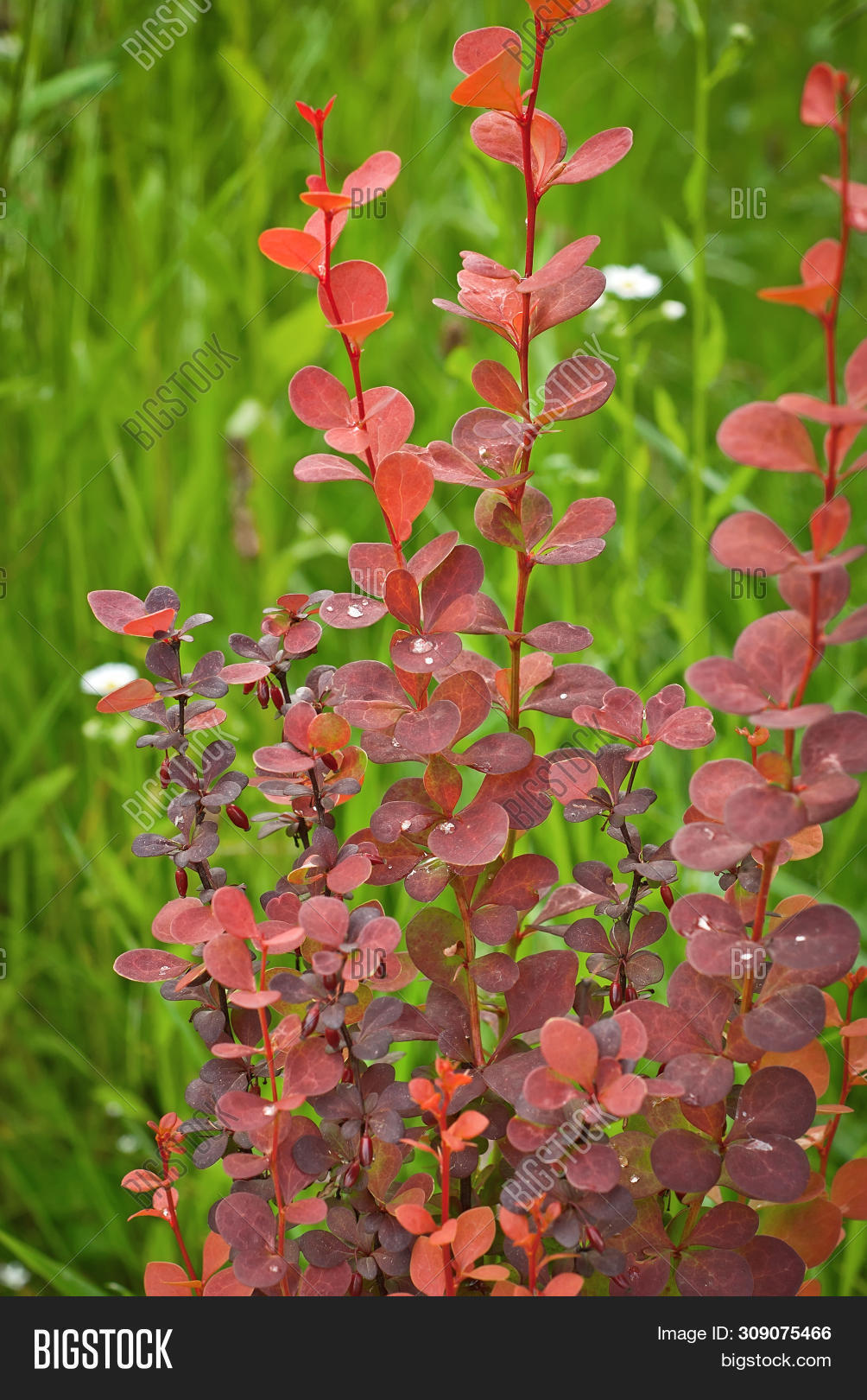 Red Leaves Barberry On Image & Photo (Free Trial) | Bigstock