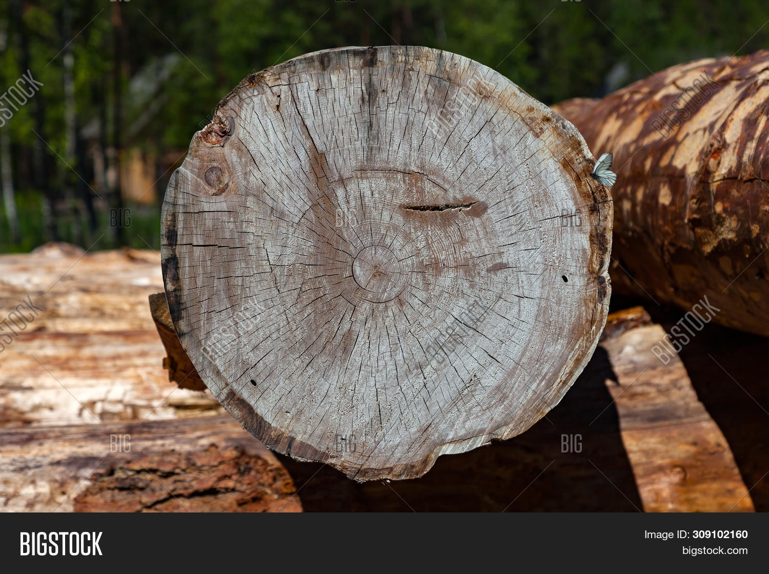 Large Sawn Round Pine Image & Photo (Free Trial) | Bigstock