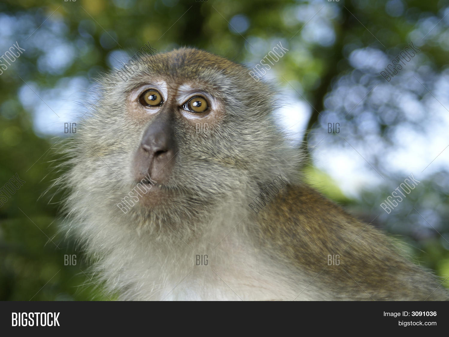 Wide Eyed Macaque Image & Photo (Free Trial) | Bigstock