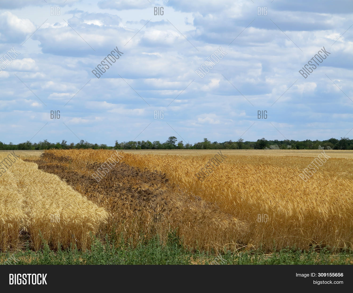 Wheat Field. Unusual Image & Photo (Free Trial) | Bigstock