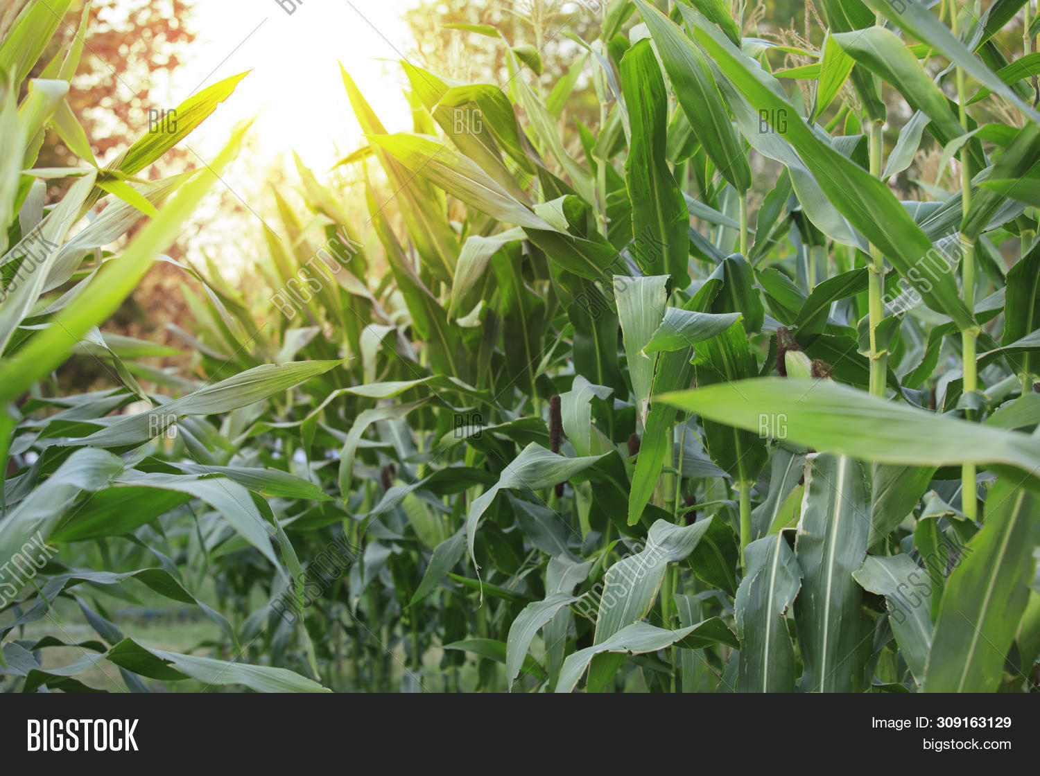 Corn Fields During Image & Photo (Free Trial) | Bigstock