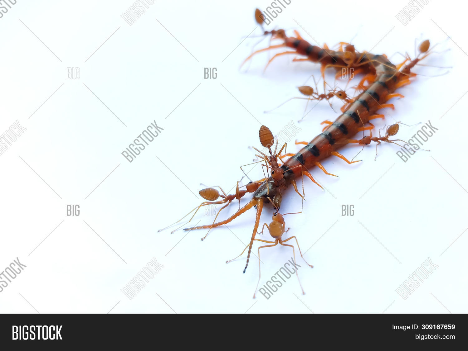 Red Ant Group Working Image & Photo (Free Trial) | Bigstock