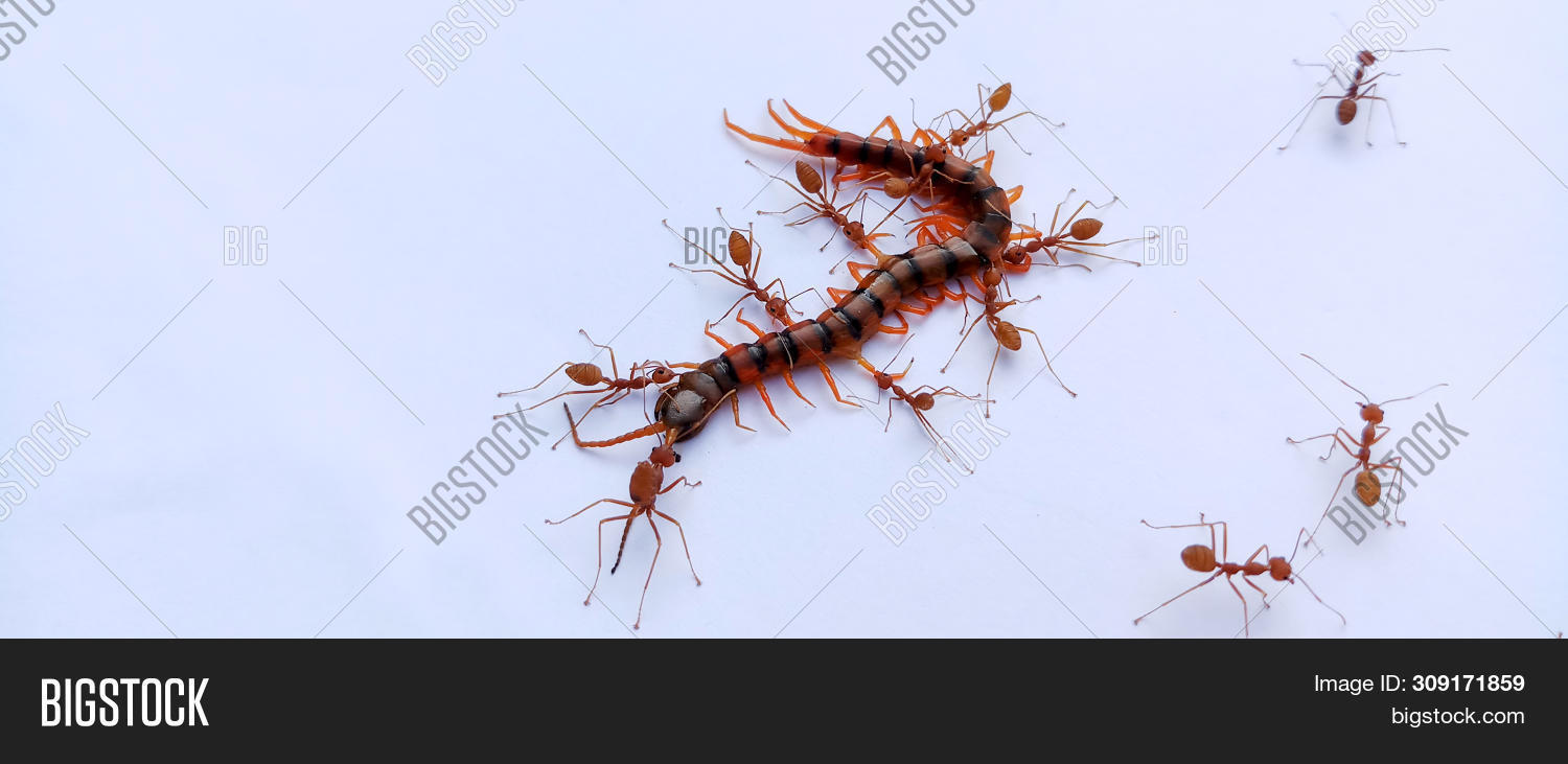 Red Ant Group Working Image & Photo (Free Trial) | Bigstock