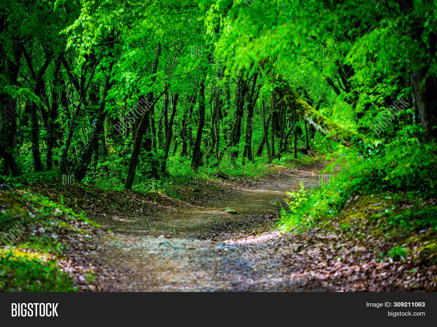 Walkway Lane Path Image & Photo (Free Trial) | Bigstock