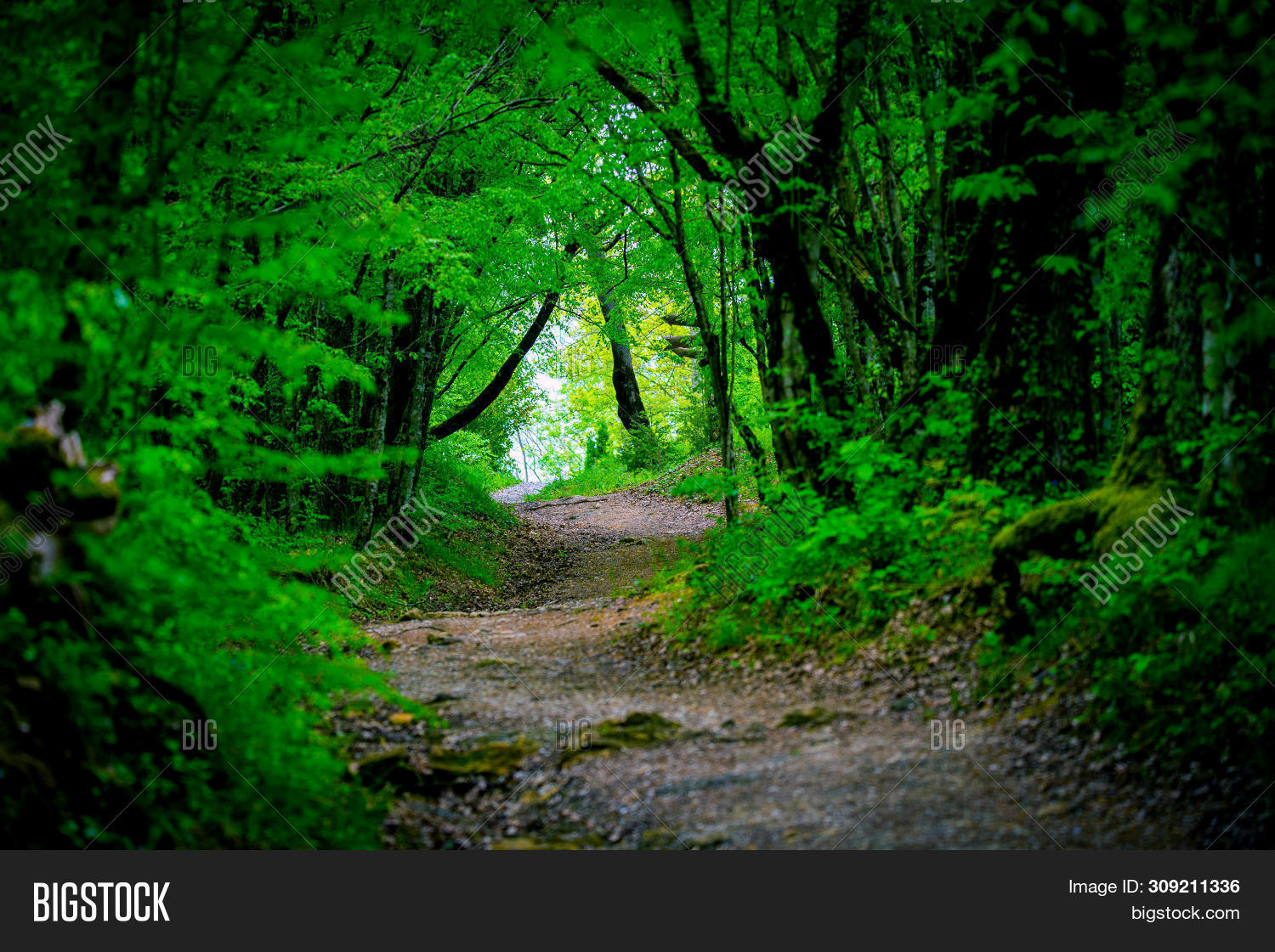 Walkway Lane Path Image & Photo (Free Trial) | Bigstock