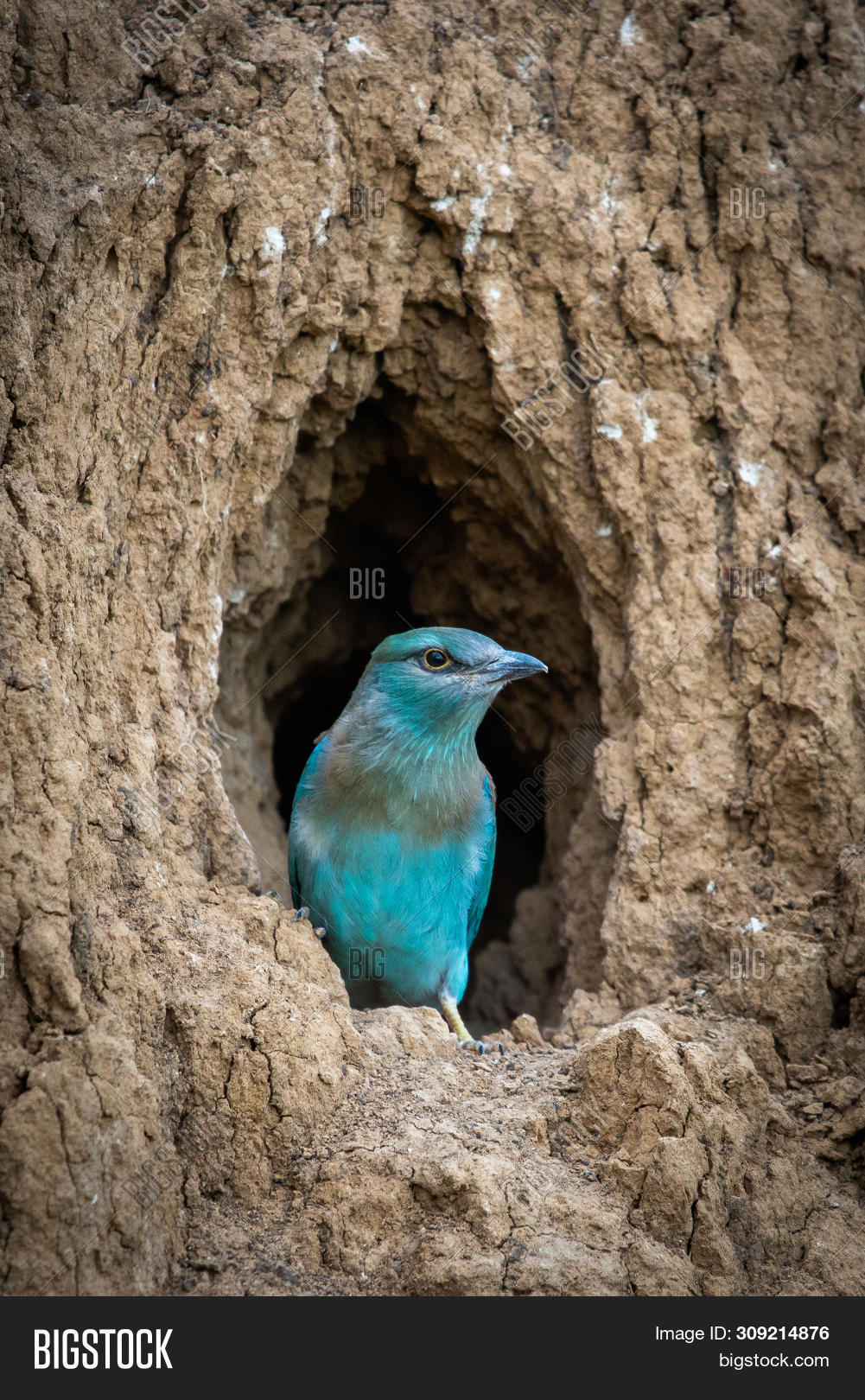 European Roller Bird Image & Photo (Free Trial) | Bigstock