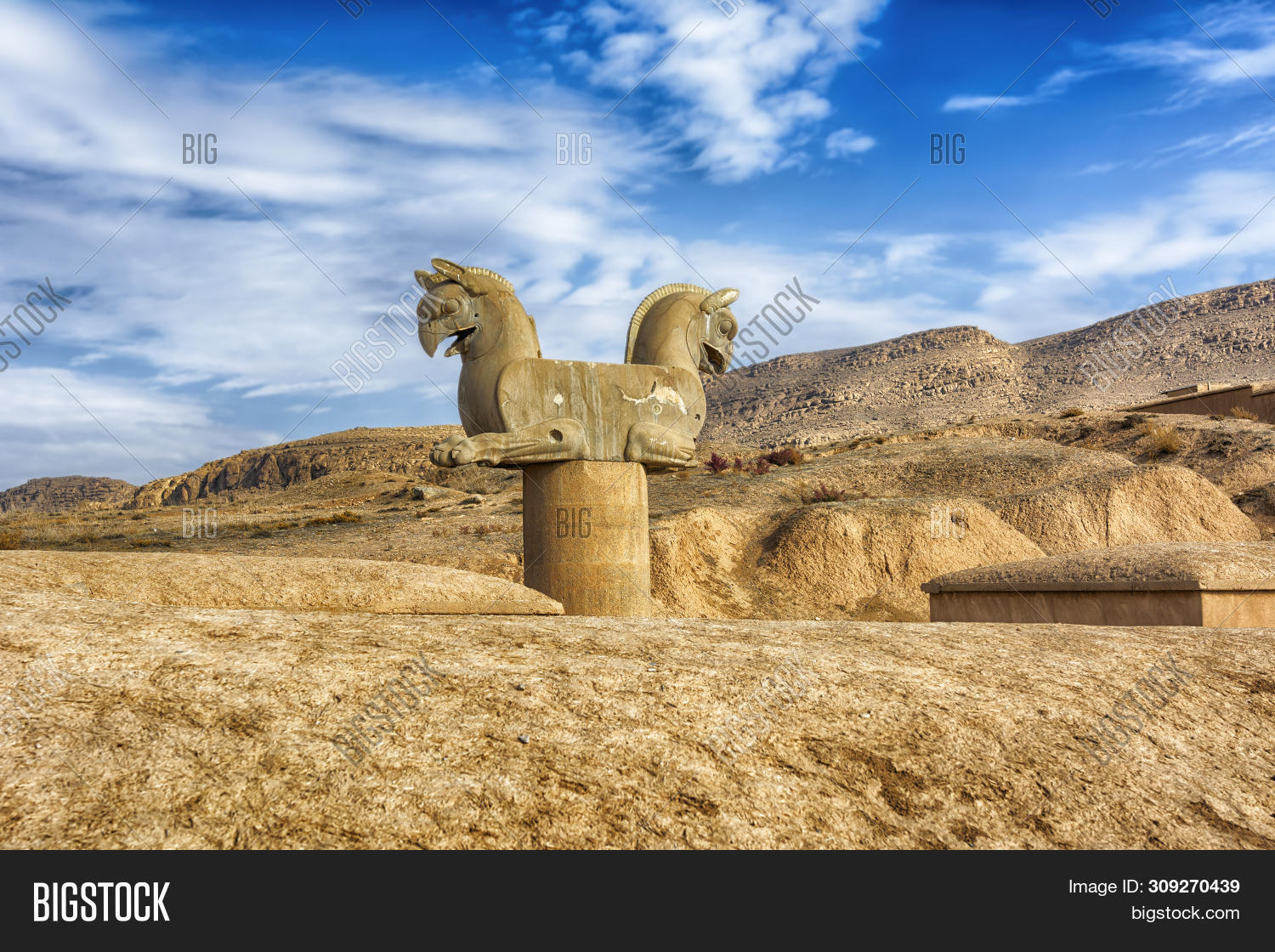 Persian Griffin 图片和照片（免费试用） | Bigstock
