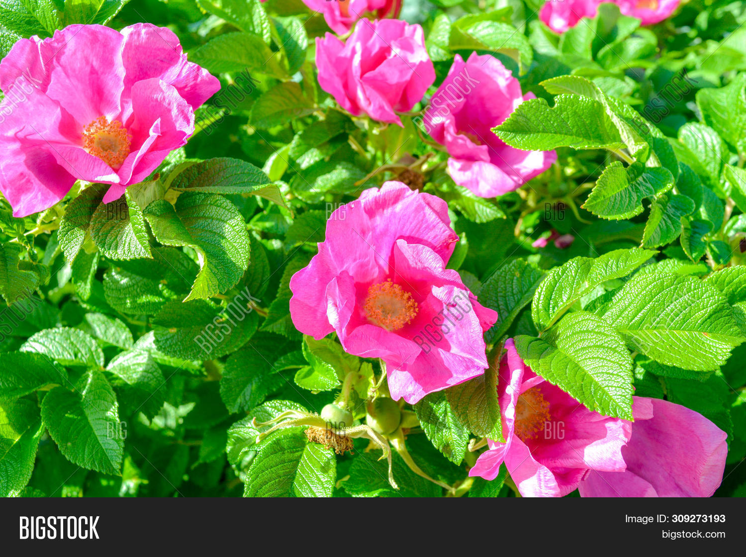 Closeup Pink Dogrose Image & Photo (Free Trial) | Bigstock