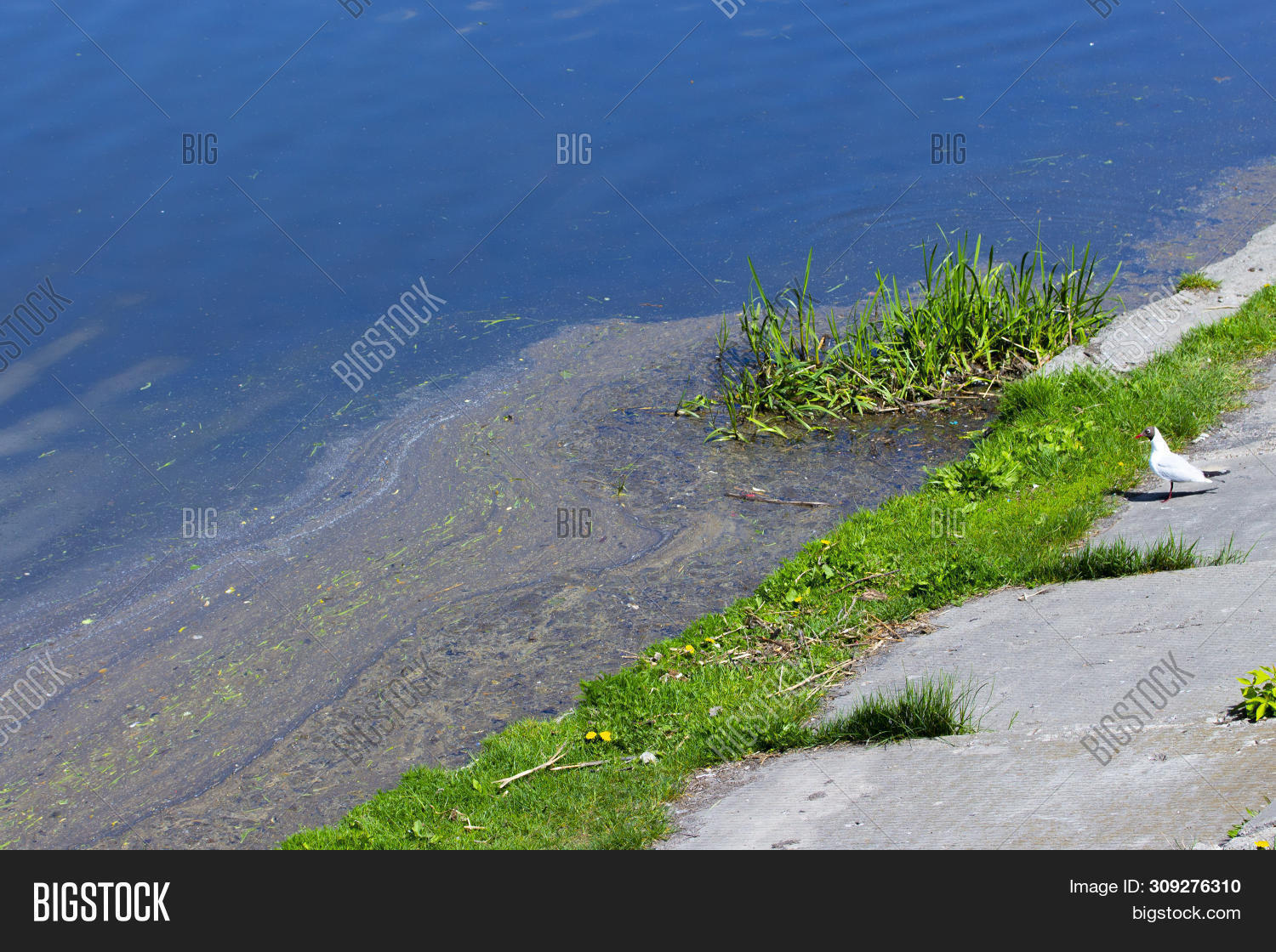 Pollution Rivers Lakes Image & Photo (Free Trial) | Bigstock