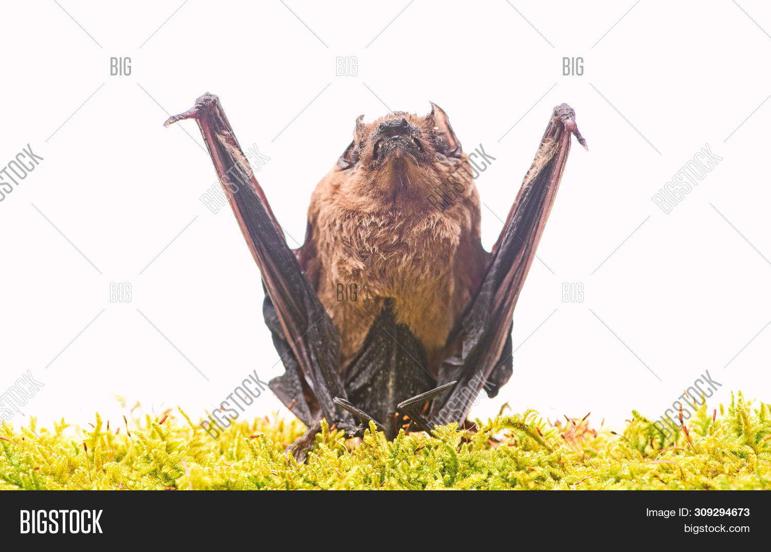 Bat Emit Ultrasonic Image & Photo (Free Trial) | Bigstock