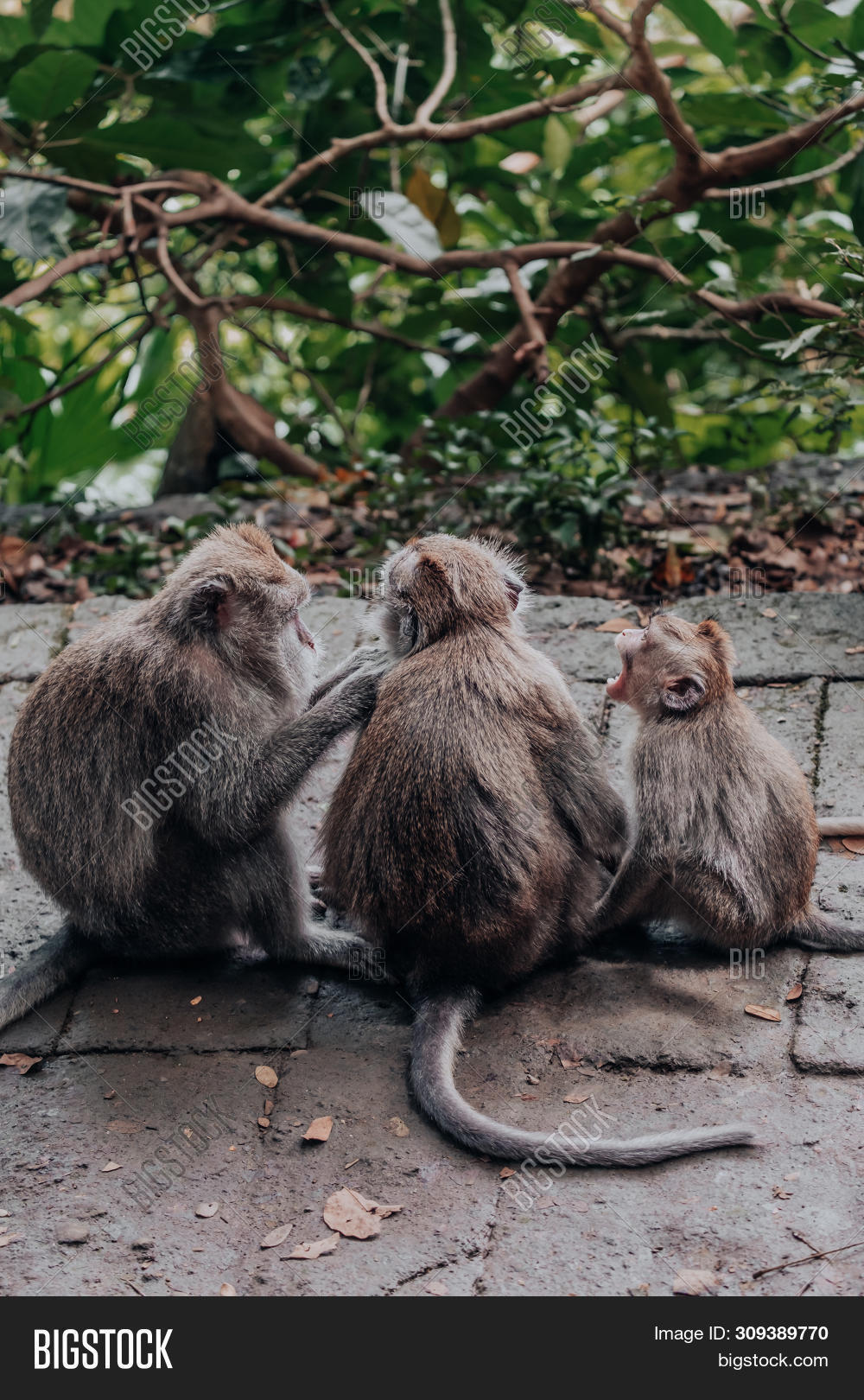Backs Three Macaque Image & Photo (Free Trial) | Bigstock
