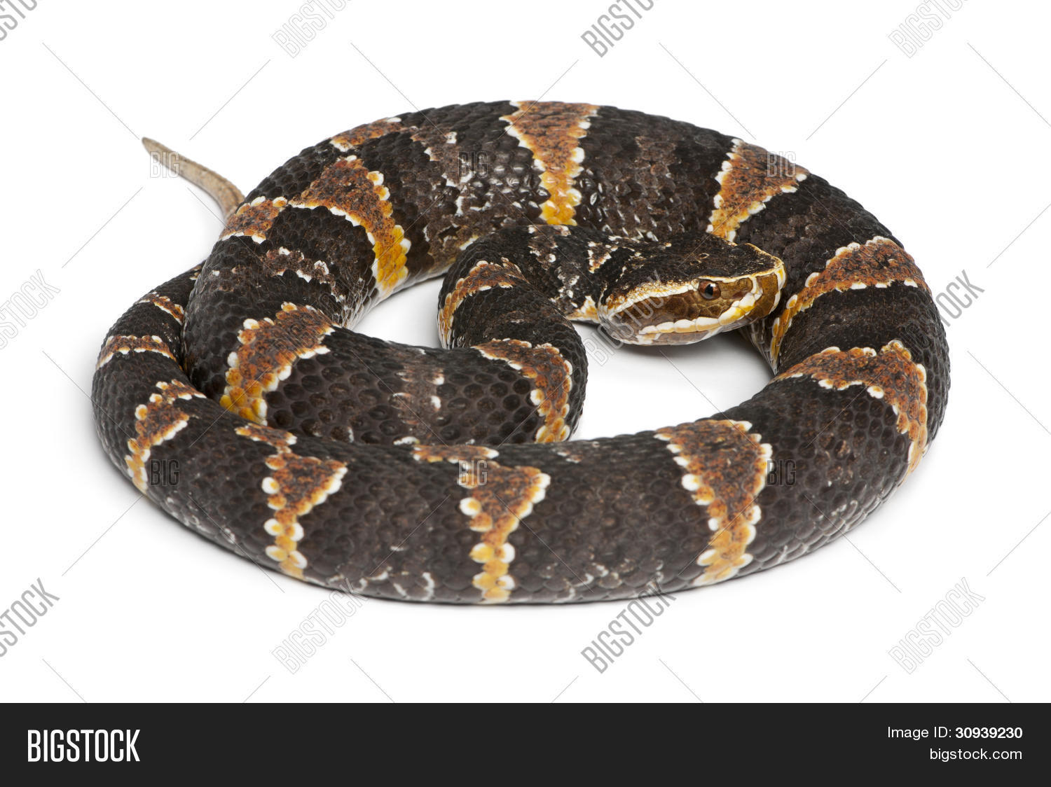 Common Cantil Mexican Image & Photo (Free Trial) | Bigstock