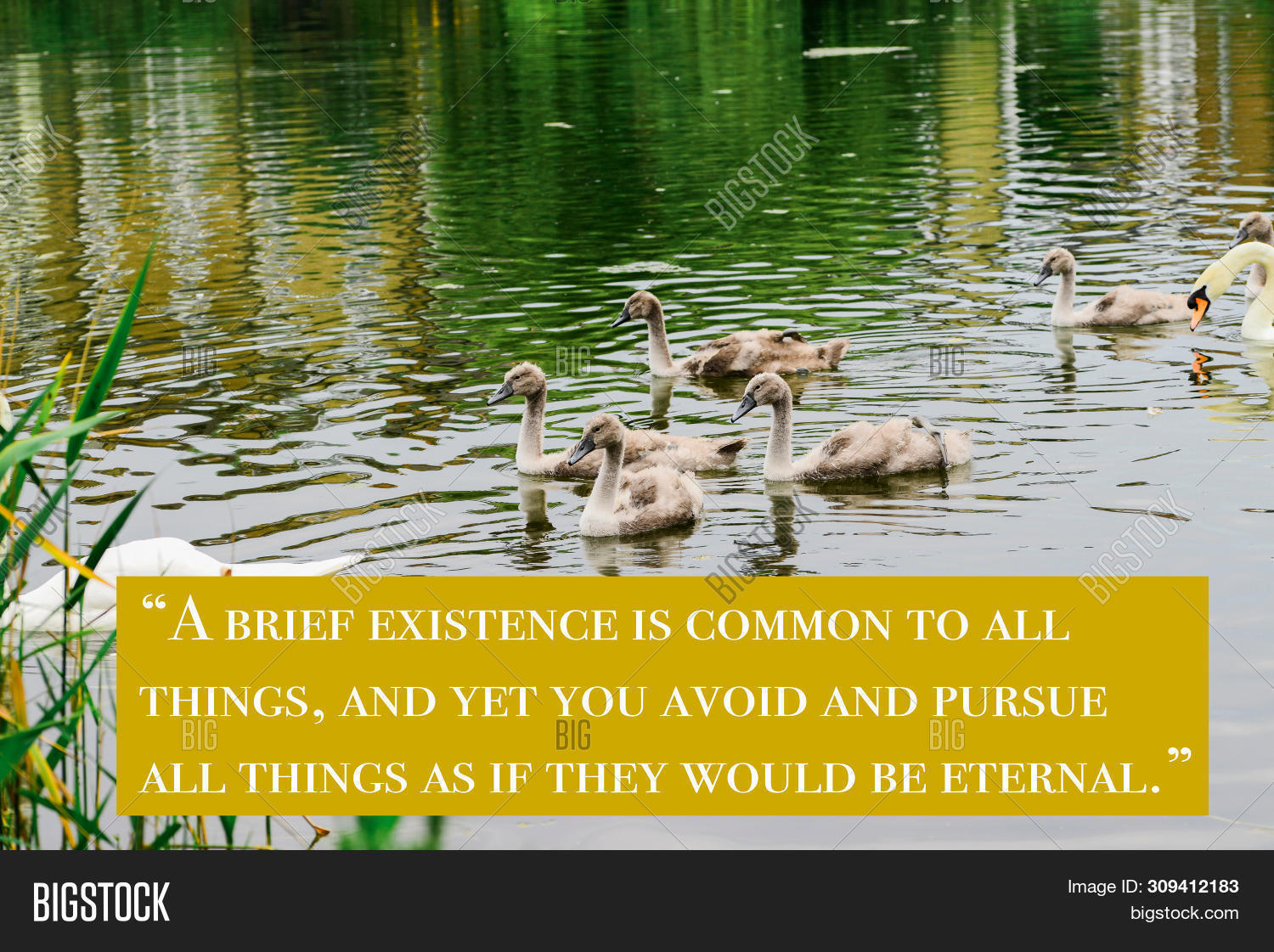 Wise Quote By Ancient Image & Photo (Free Trial) | Bigstock