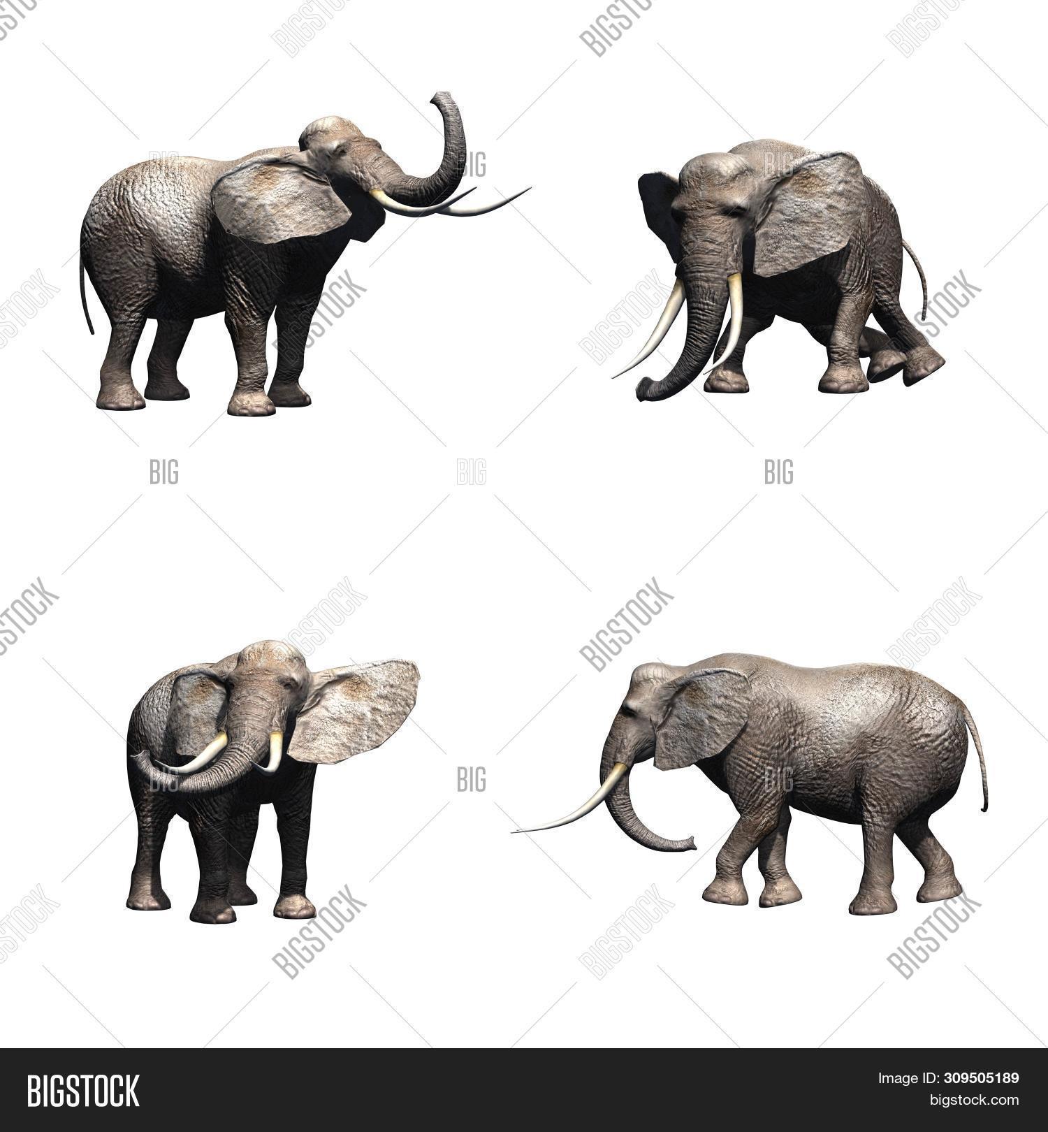 Set Elephant Different Image & Photo (Free Trial) | Bigstock