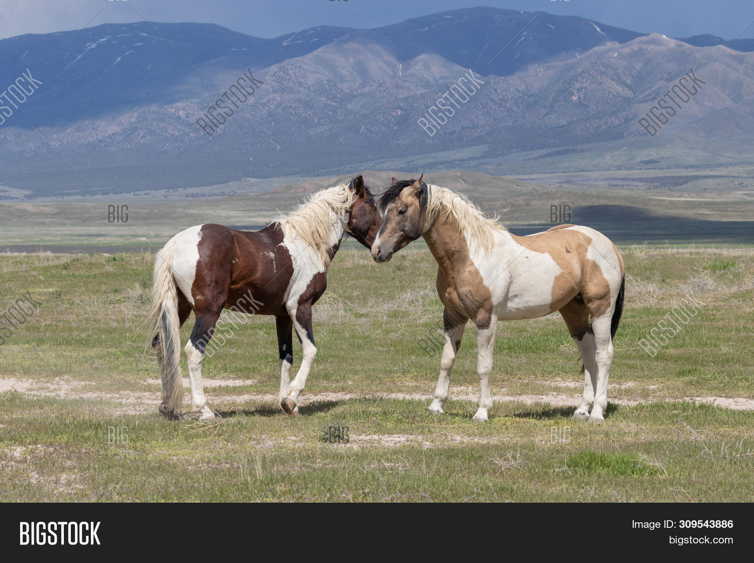 Beautiful Wild Paint Horses