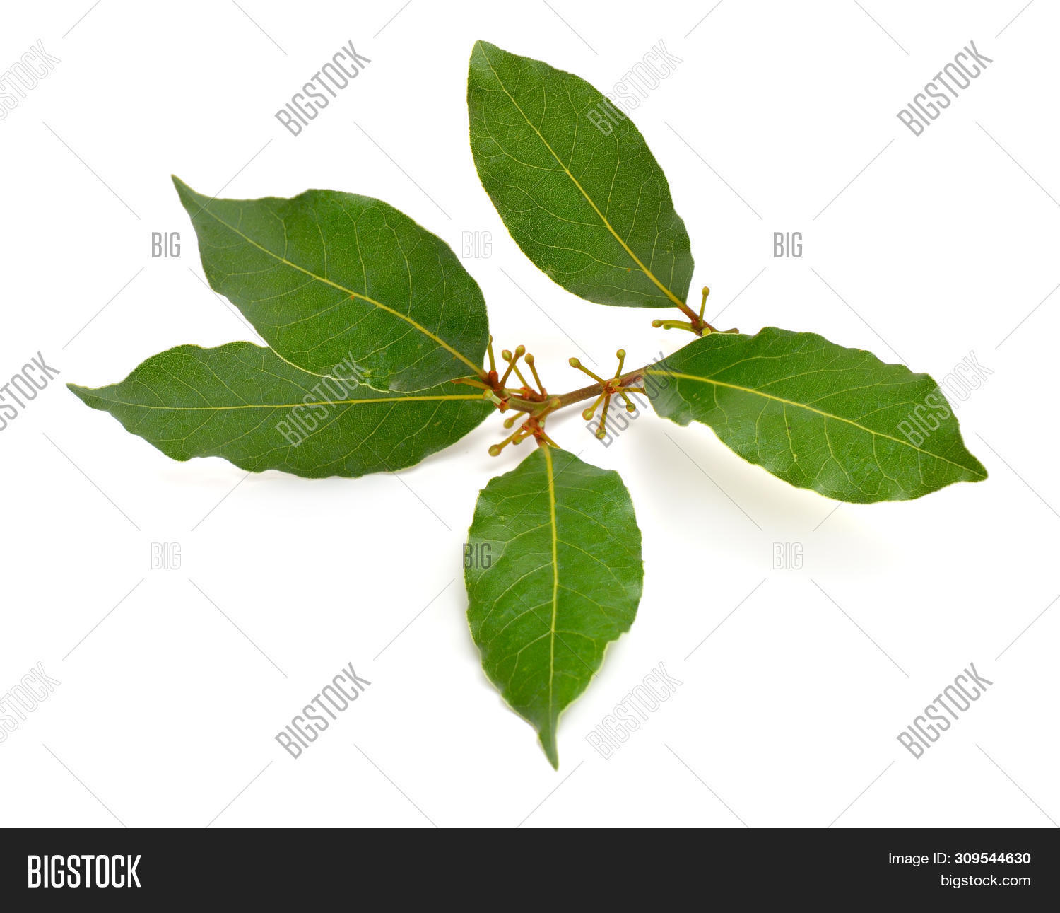 Laurus Nobilis. Common Image & Photo (Free Trial) | Bigstock