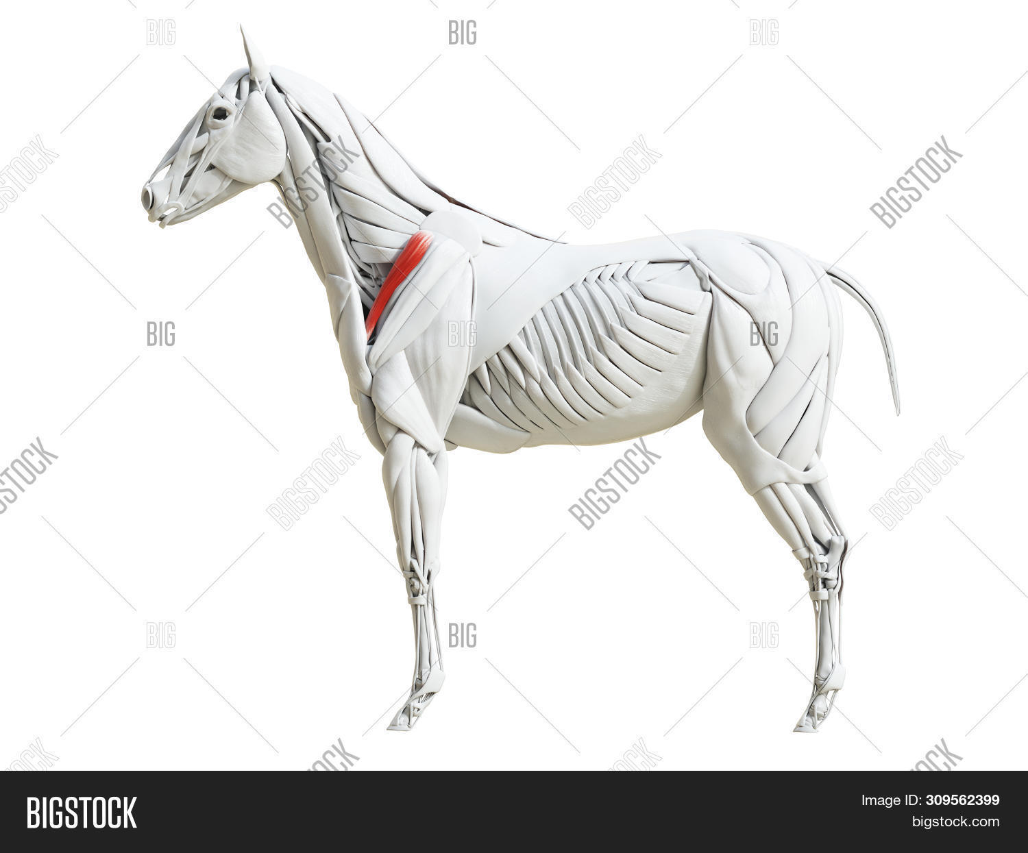 3d Rendered Medically Image & Photo (Free Trial) | Bigstock