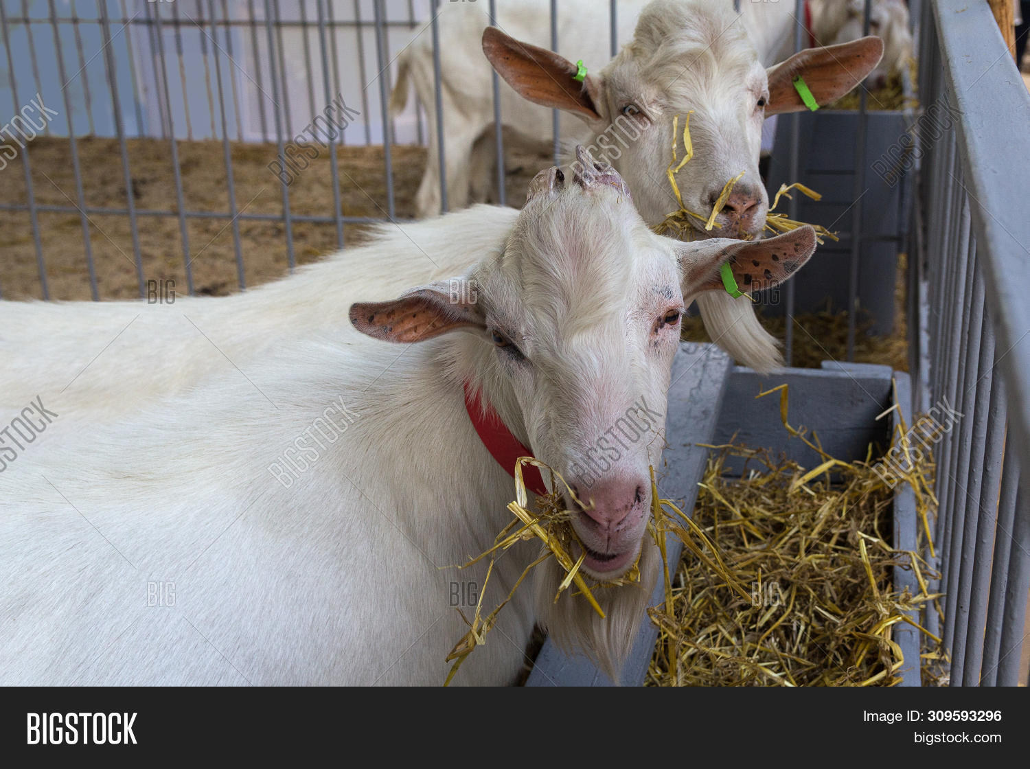 Goats Eaten Feeders On Image & Photo (Free Trial) | Bigstock