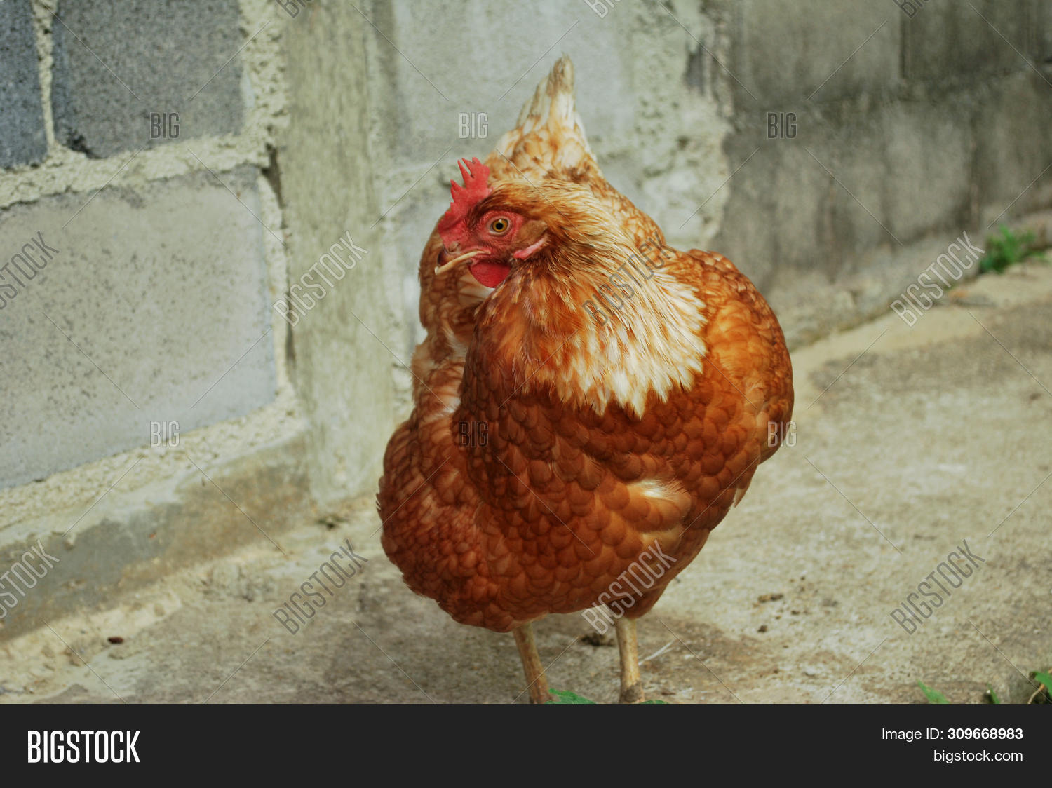 Chicken Egg Breeding Image & Photo (Free Trial) | Bigstock