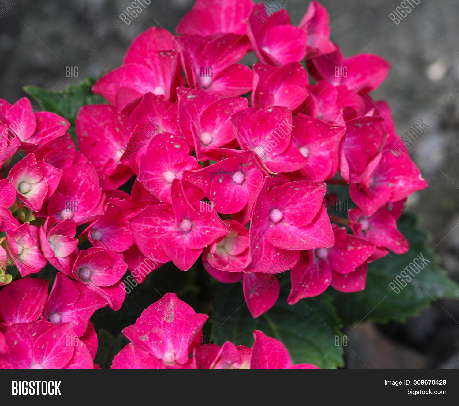 Mopheads Hydrangea ( Image & Photo (Free Trial) | Bigstock