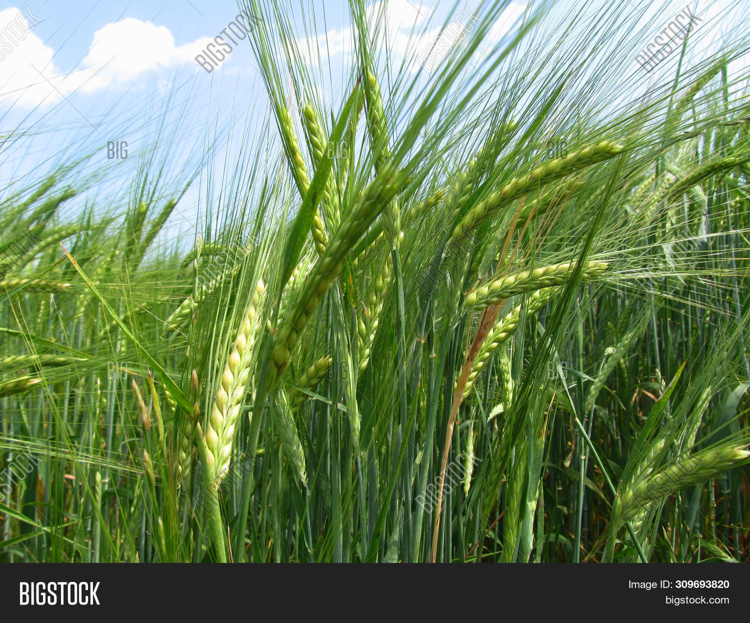 Barley Grain Used Image & Photo (Free Trial) | Bigstock