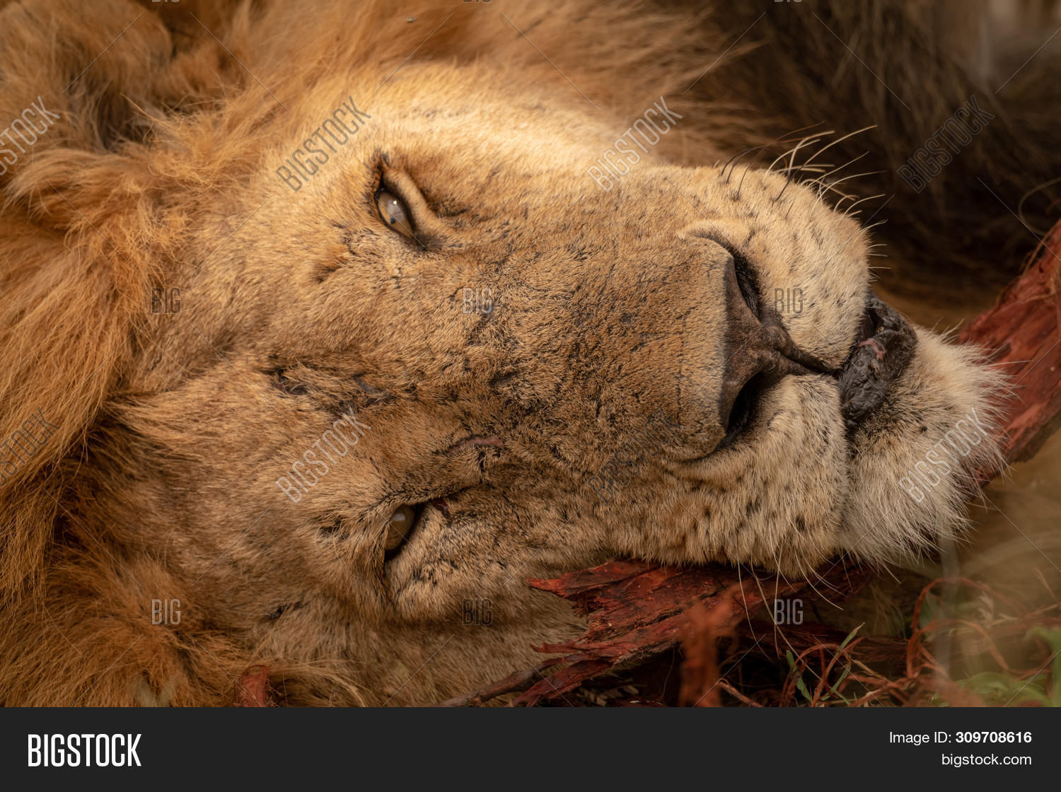 Sleepy Male Lion Rests Image & Photo (Free Trial) | Bigstock