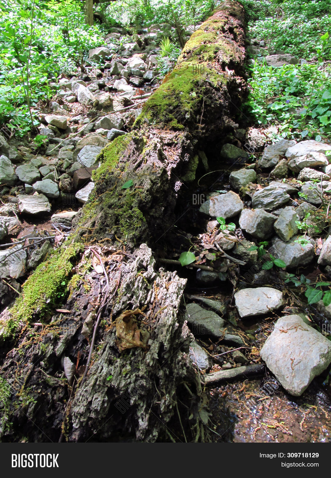 Log Crossing Rocky Image & Photo (Free Trial) | Bigstock