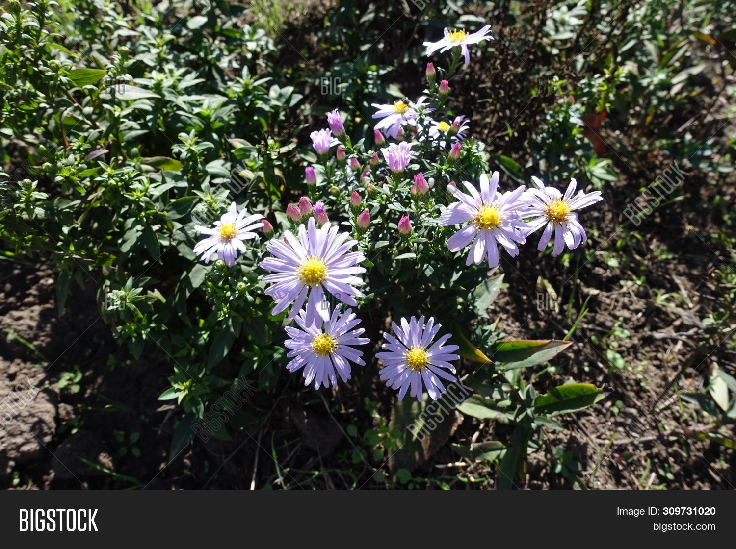 Light Violet Flowers Image & Photo (Free Trial) | Bigstock
