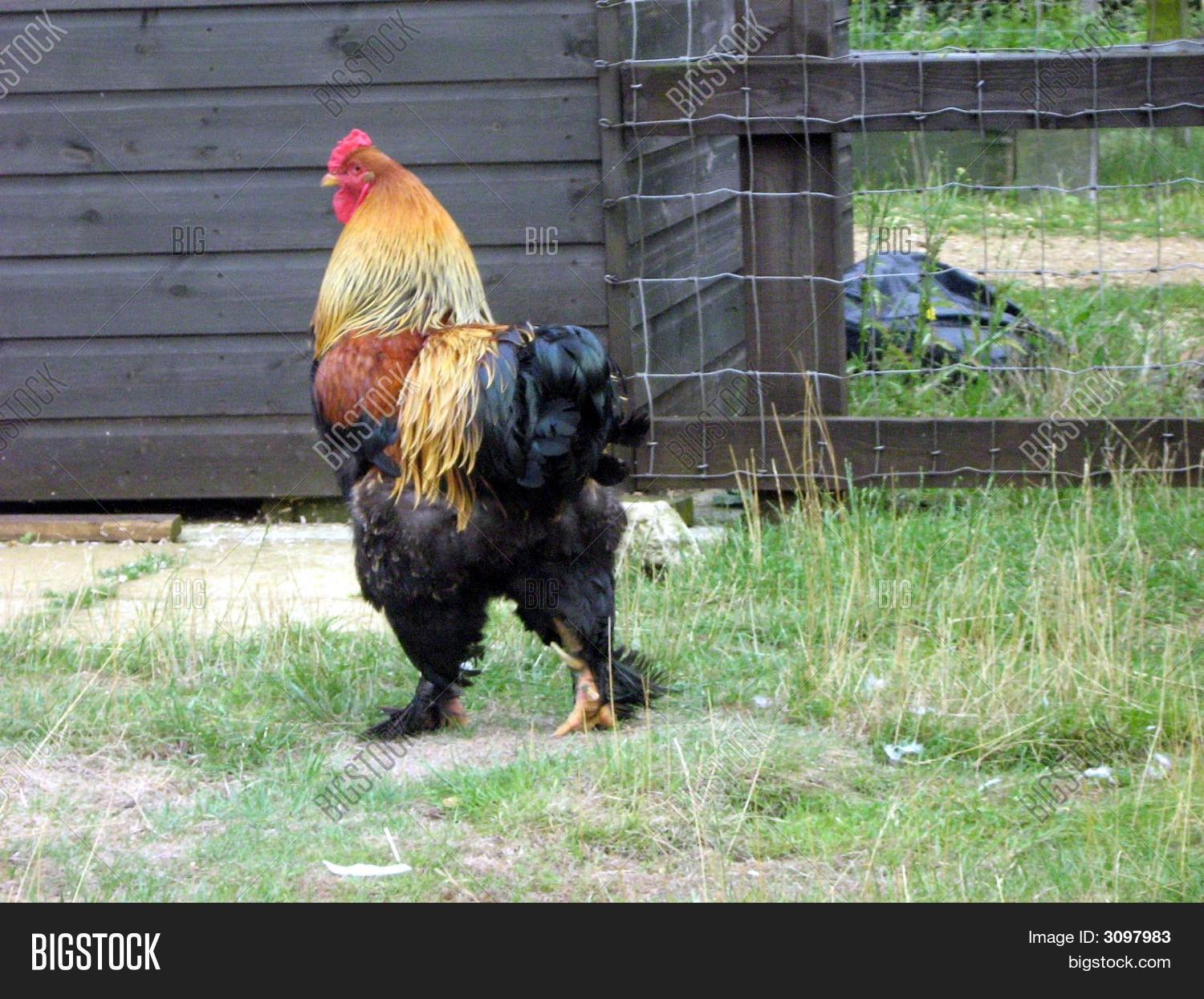 Burmese Bantam Farm. Image & Photo (Free Trial) | Bigstock