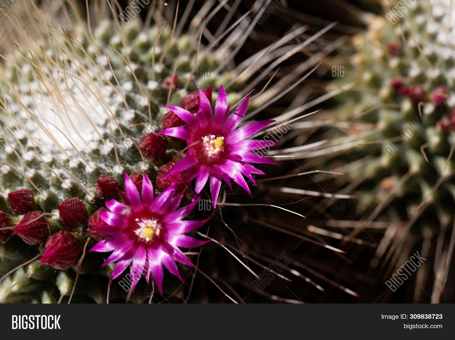 Flowers Spiny Image & Photo (Free Trial) | Bigstock