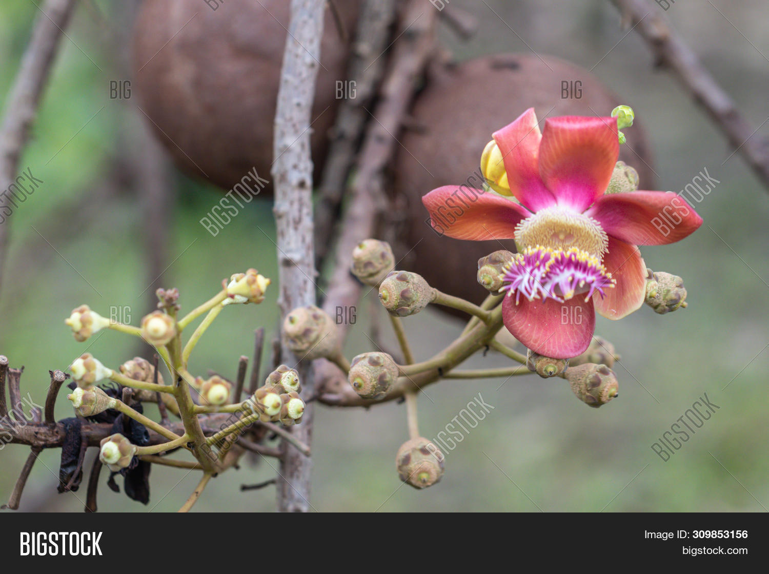 Close Shorea Robusta Image & Photo (Free Trial) | Bigstock