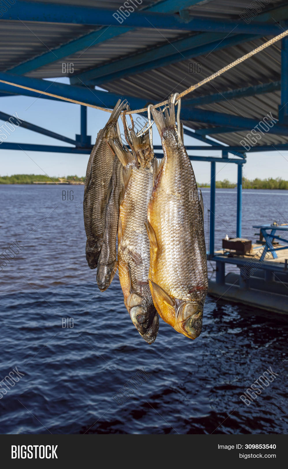 River Large Fish Ide Image & Photo (Free Trial) | Bigstock