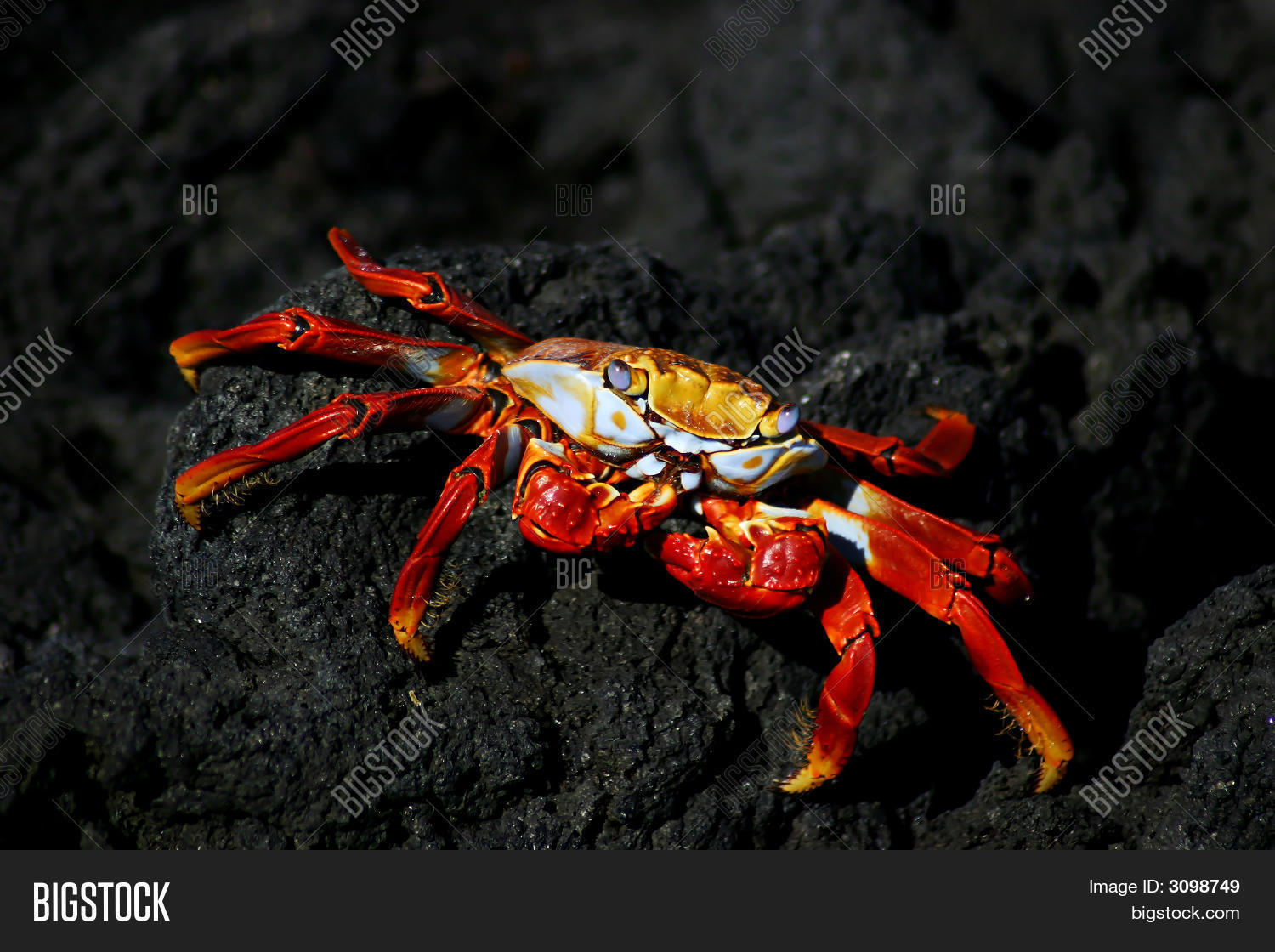 Galapagos Red Crab Image & Photo (Free Trial) | Bigstock