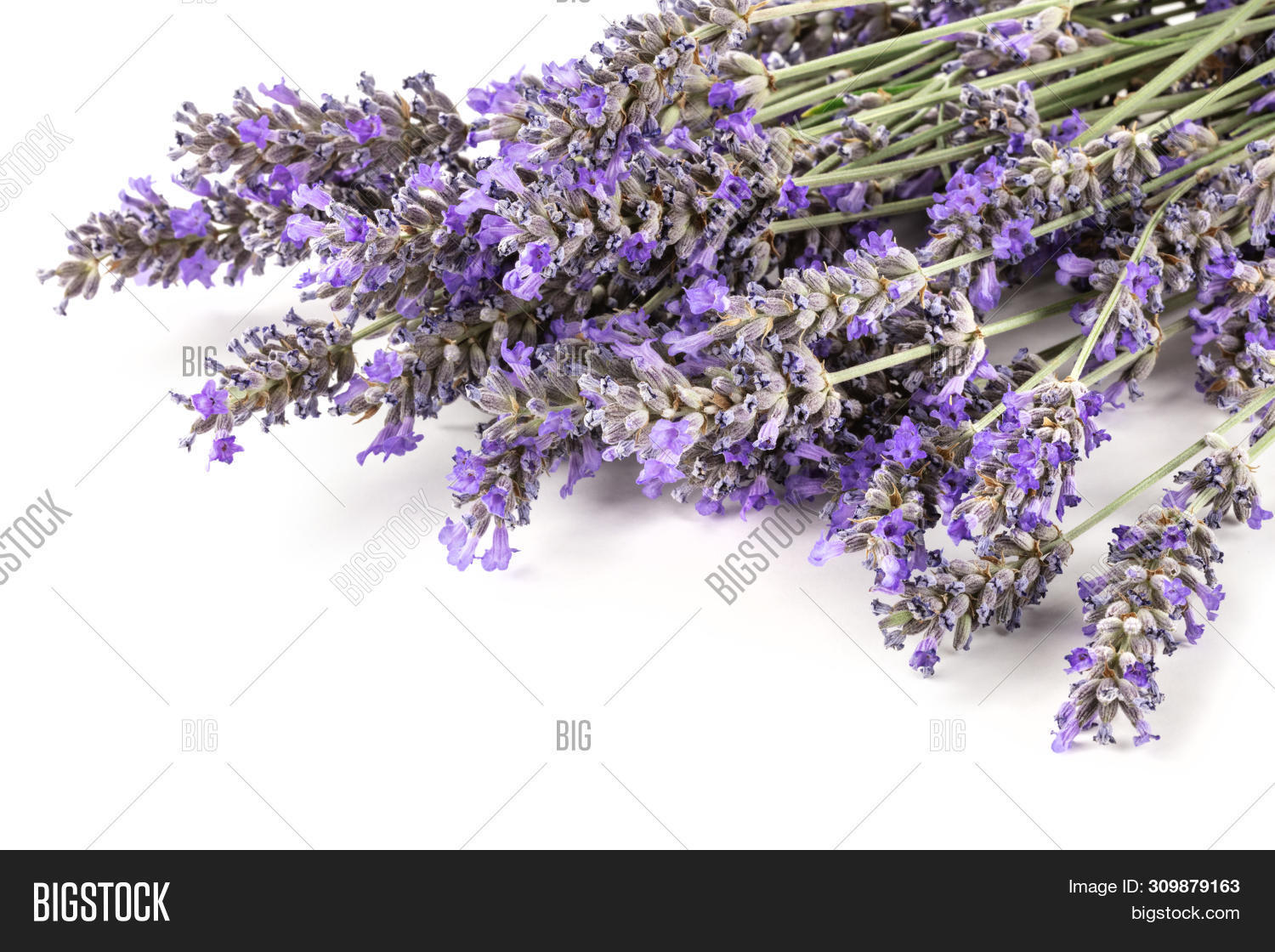 Closeup Lavender Image & Photo (Free Trial) | Bigstock