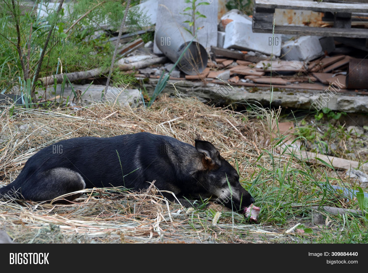 Mixed-breed Dog Hewing Image & Photo (Free Trial) | Bigstock