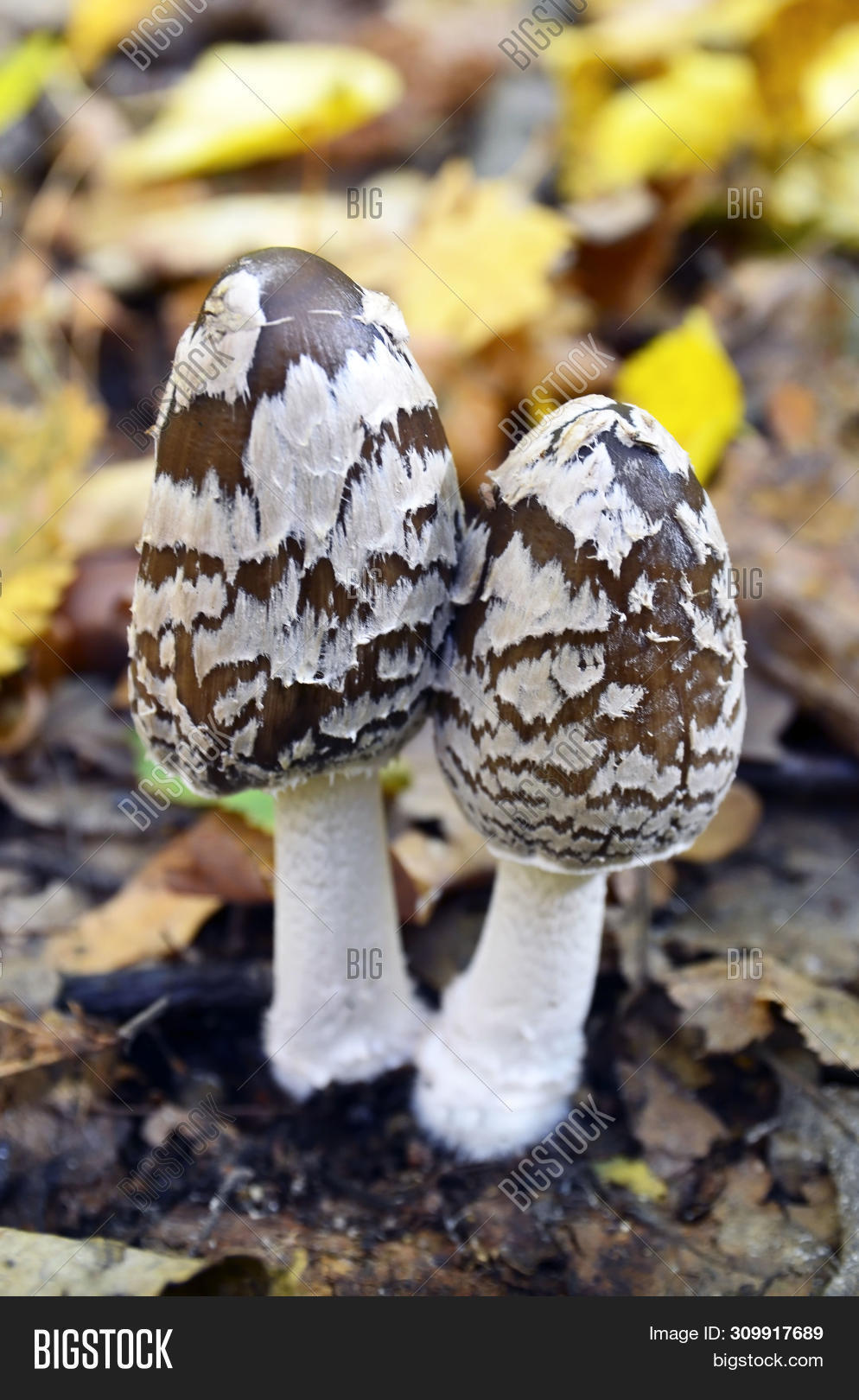 Coprinopsis Picacea Image & Photo (Free Trial) | Bigstock