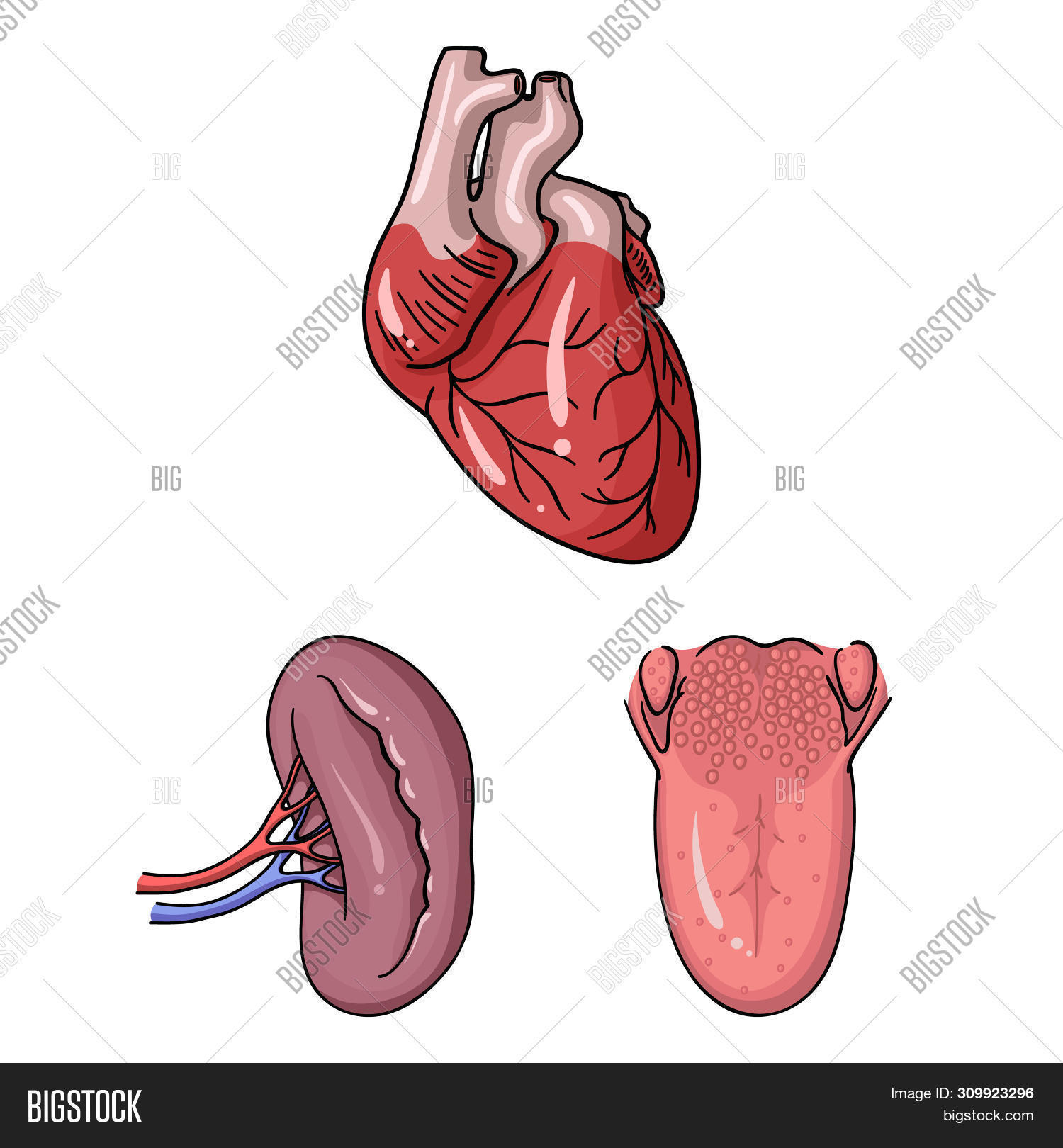 Human Organs Cartoon Image & Photo (Free Trial) | Bigstock