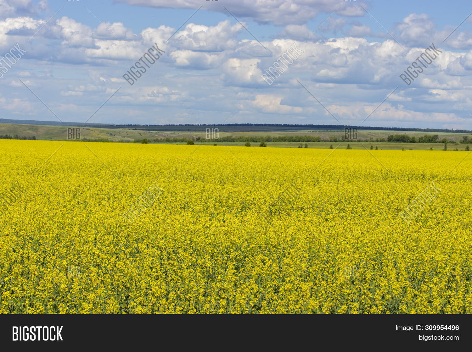 Yellow Field Blooming Image & Photo (Free Trial) | Bigstock