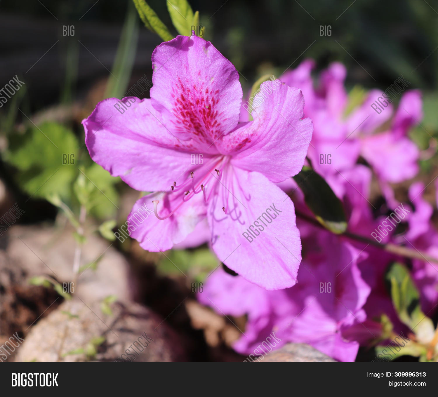 Big Azalea Image & Photo (Free Trial) | Bigstock