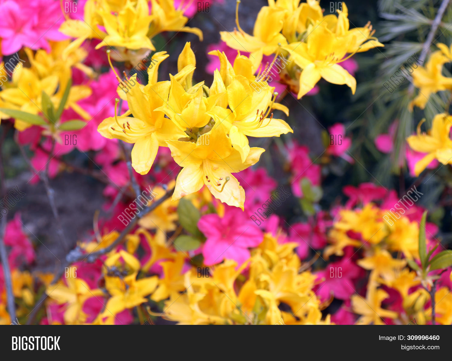 Big Azalea Image & Photo (Free Trial) | Bigstock