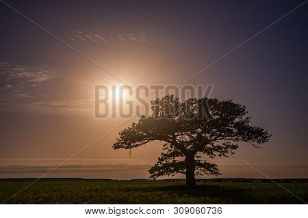 Old Oak Tree Night Sky Image & Photo (Free Trial) | Bigstock