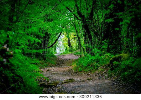 Walkway Lane Path Image & Photo (Free Trial) | Bigstock