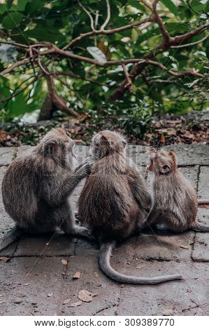 Backs Three Macaque Image & Photo (Free Trial) | Bigstock